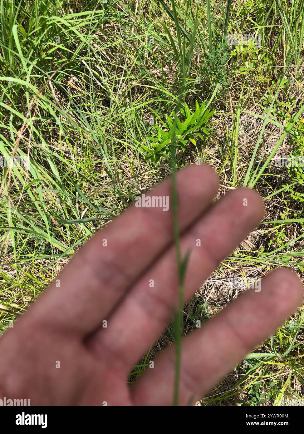 Grassleaf azure aster (Symphyotrichum oolentangiense poaceum Stock ...