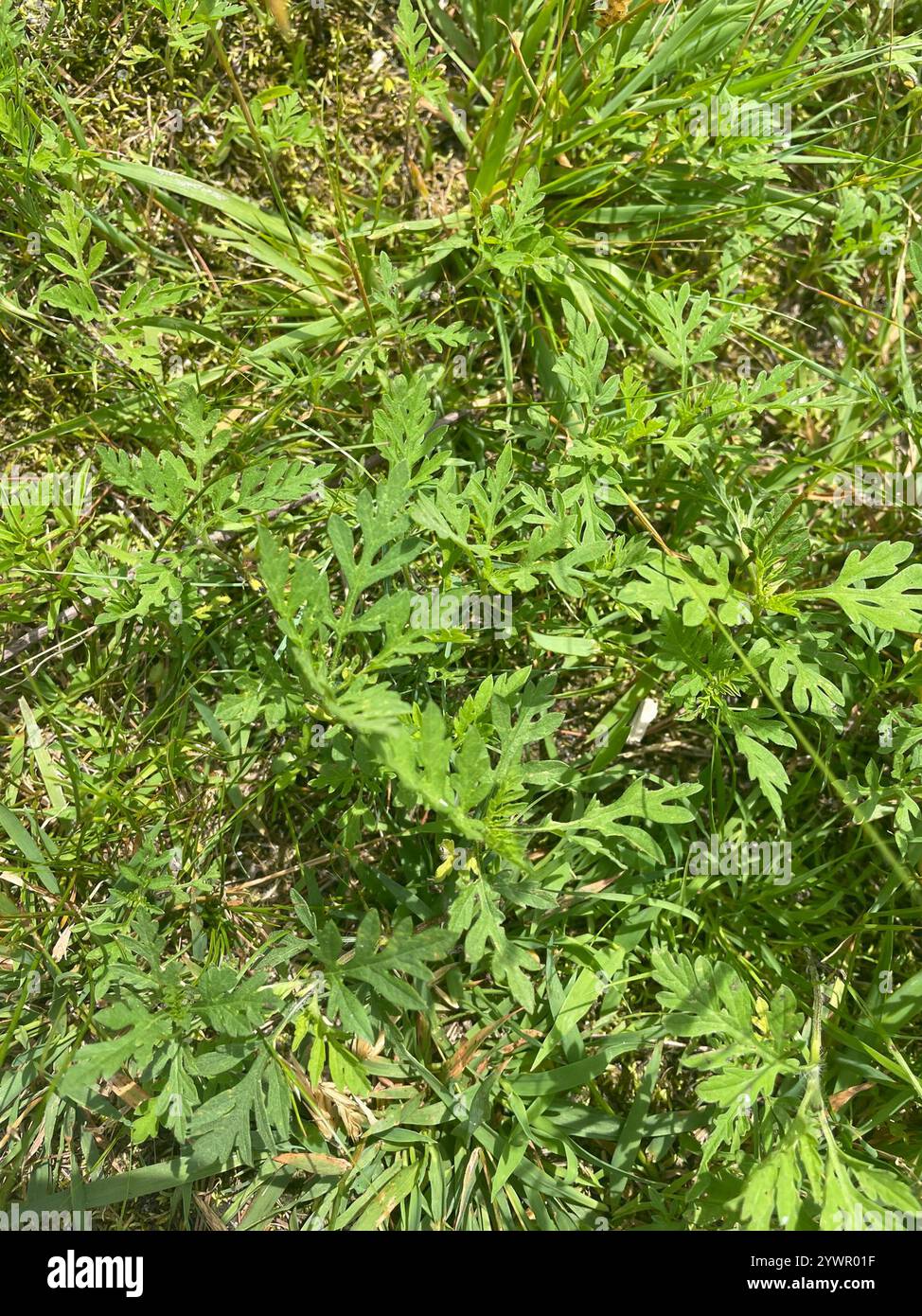 common ragweed (Ambrosia artemisiifolia Stock Photo - Alamy