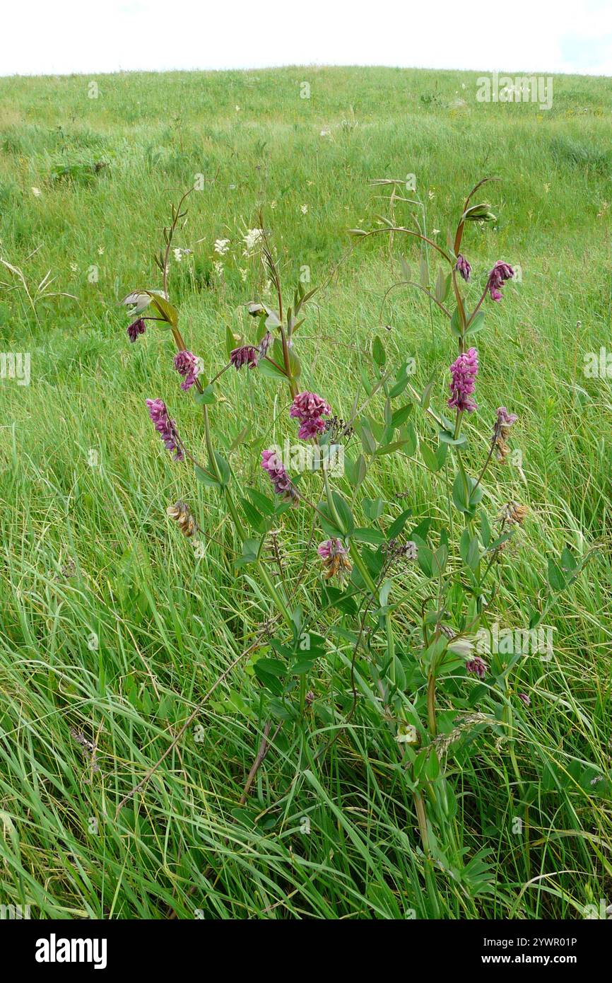 Pisiform grass-pea (Lathyrus pisiformis Stock Photo - Alamy