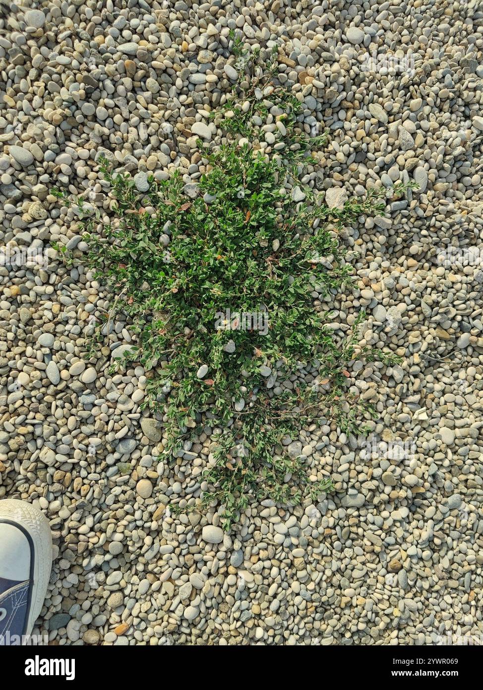 Oval Leaf Knotweed (Polygonum arenastrum Stock Photo - Alamy