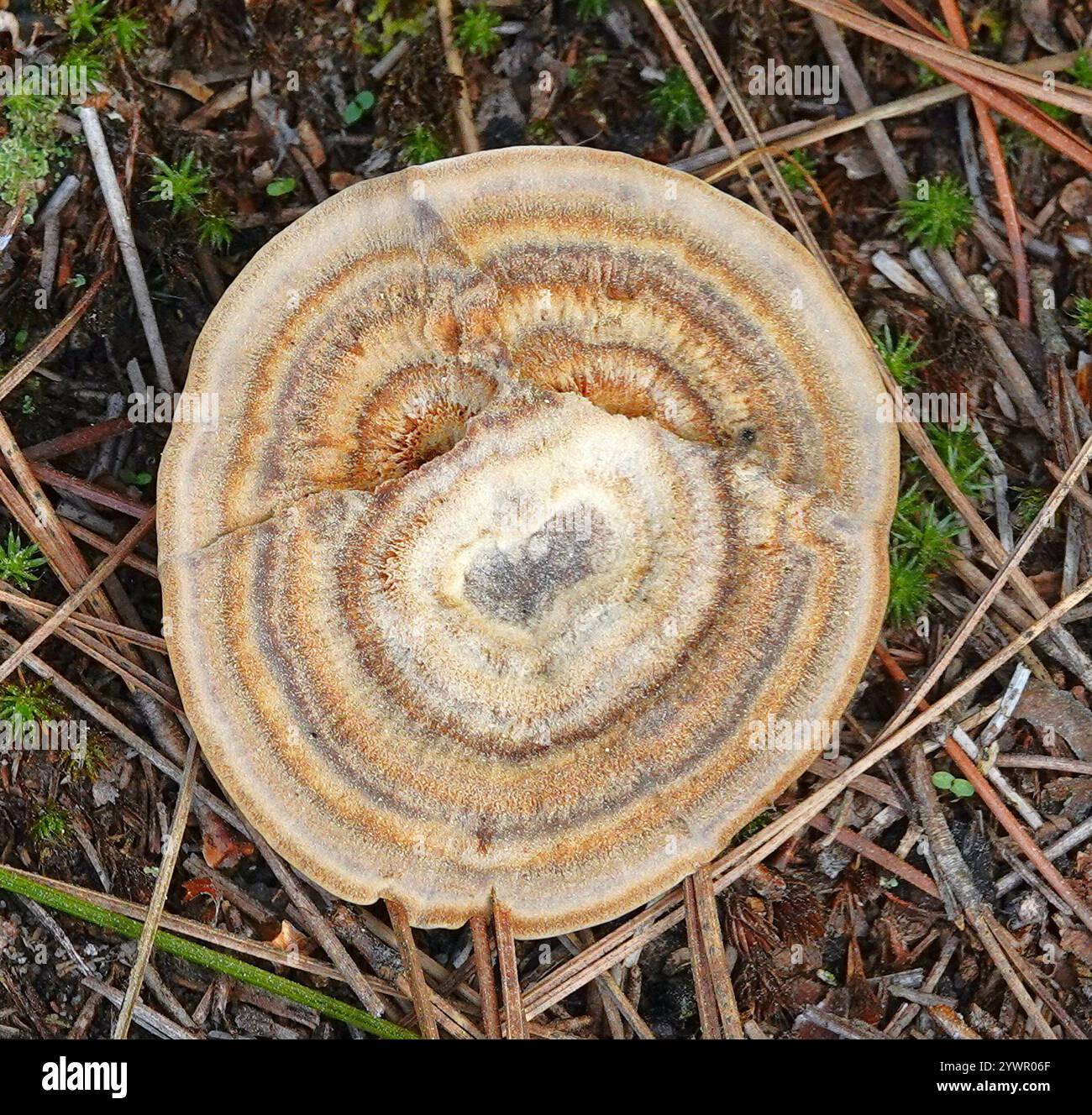 Brown Funnel Polypore (Coltricia perennis Stock Photo - Alamy