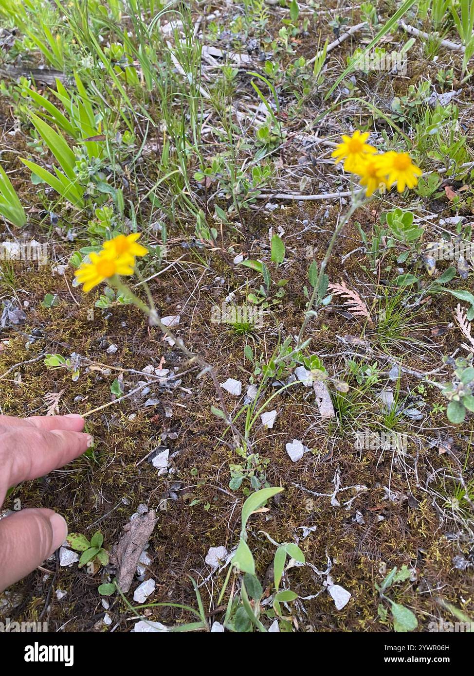 Balsam ragwort hi-res stock photography and images - Alamy