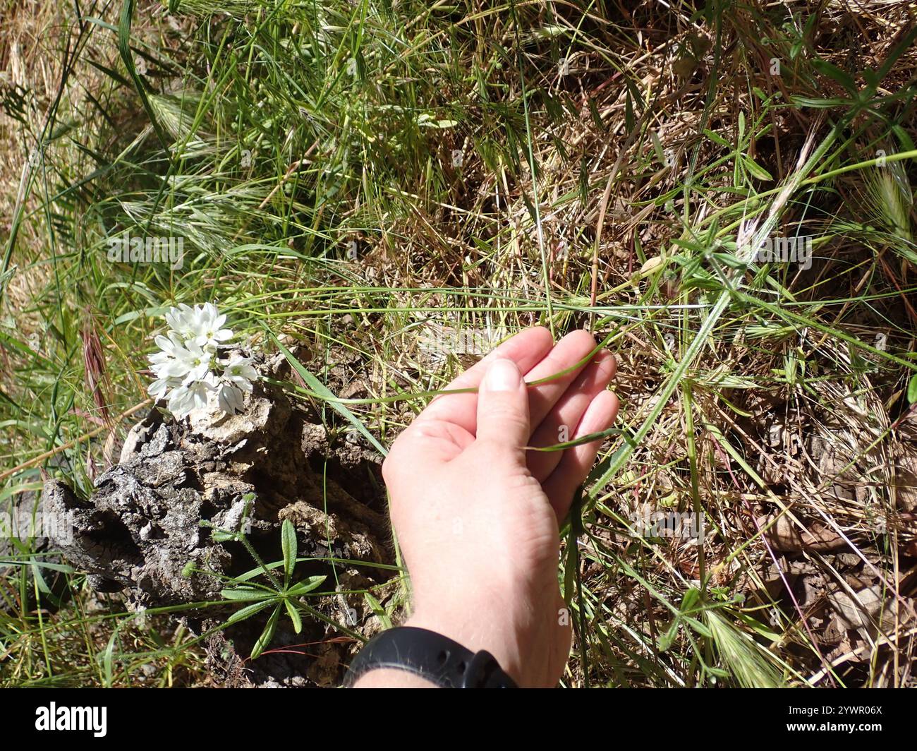 white brodiaea (Triteleia hyacinthina Stock Photo - Alamy