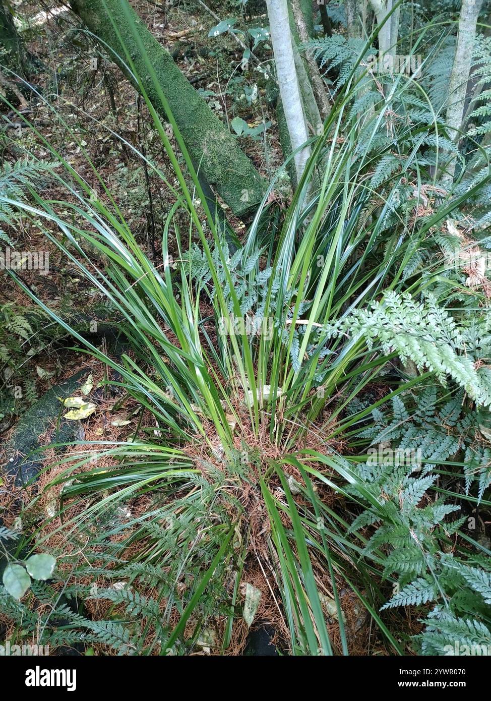 Giant cutty grass (Gahnia xanthocarpa Stock Photo - Alamy