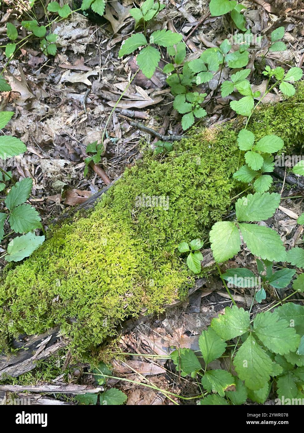 Delicatulum hi-res stock photography and images - Alamy