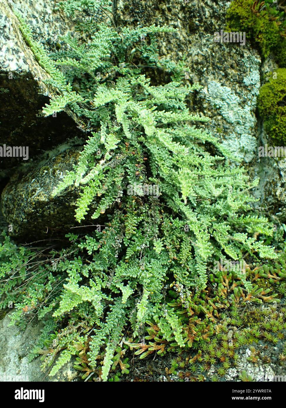 lace lip fern (Myriopteris gracillima Stock Photo - Alamy