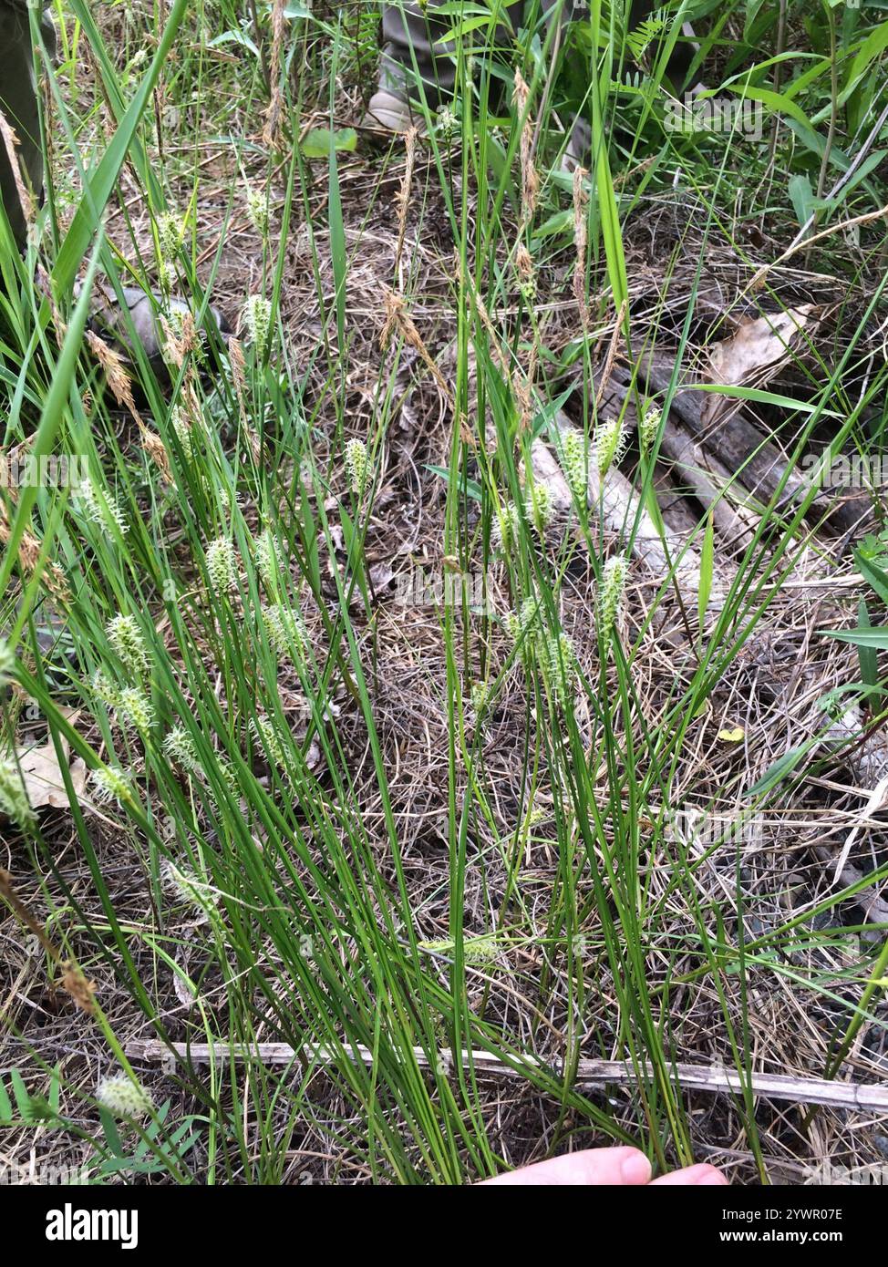 woolly-fruited sedge (Carex lasiocarpa Stock Photo - Alamy