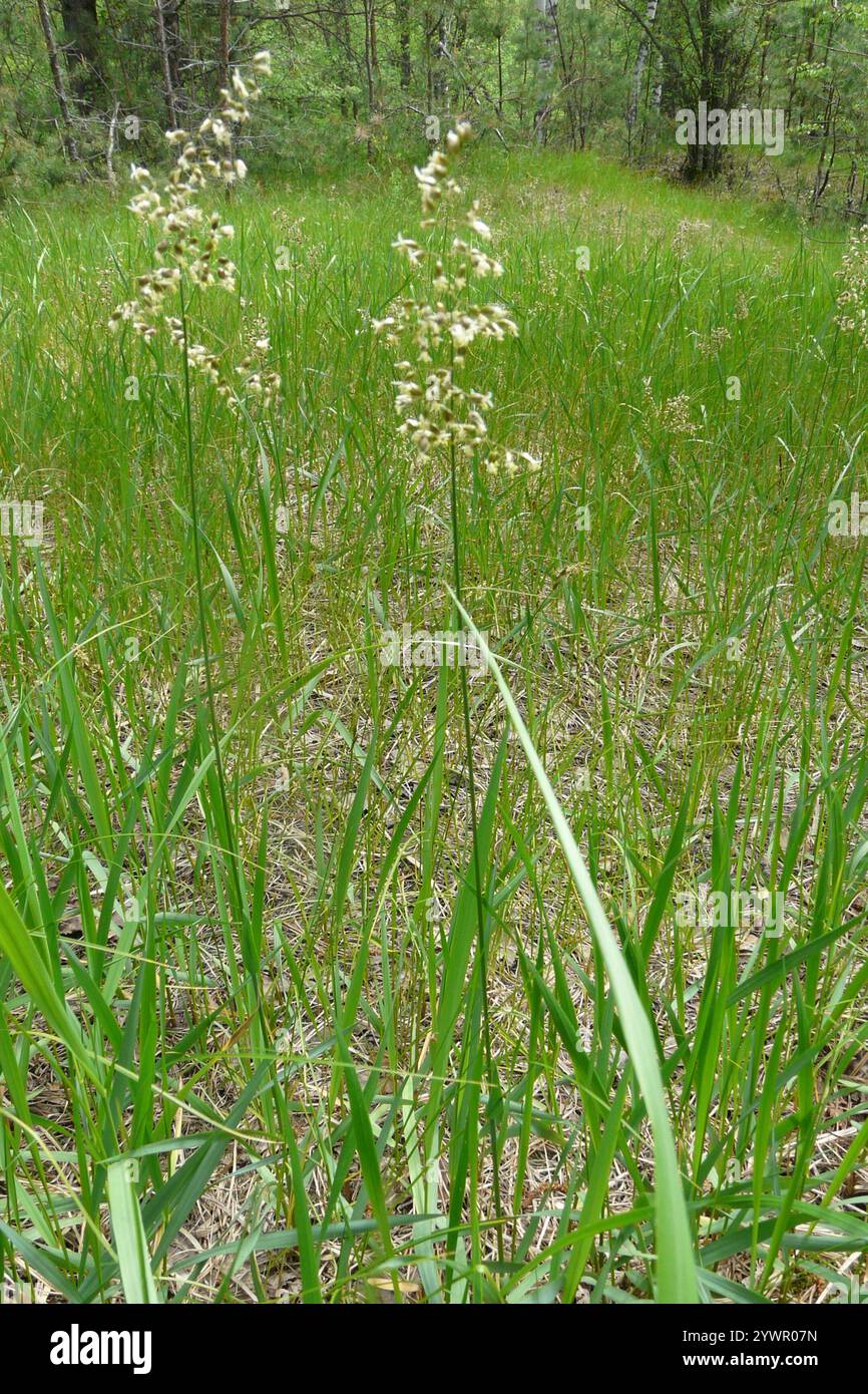 bison grass (Anthoxanthum nitens Stock Photo - Alamy
