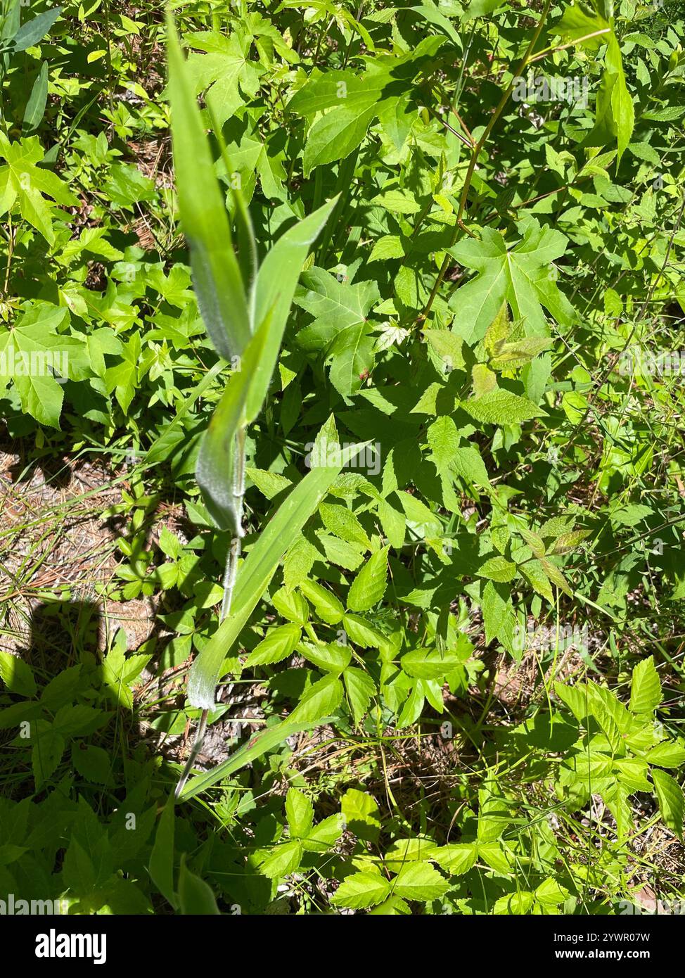Witchgrass hi-res stock photography and images - Alamy