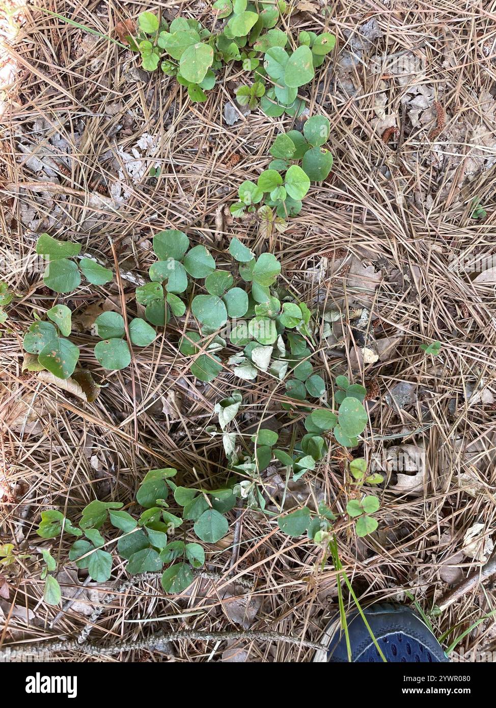 Sand Ticktrefoil (Desmodium lineatum Stock Photo - Alamy