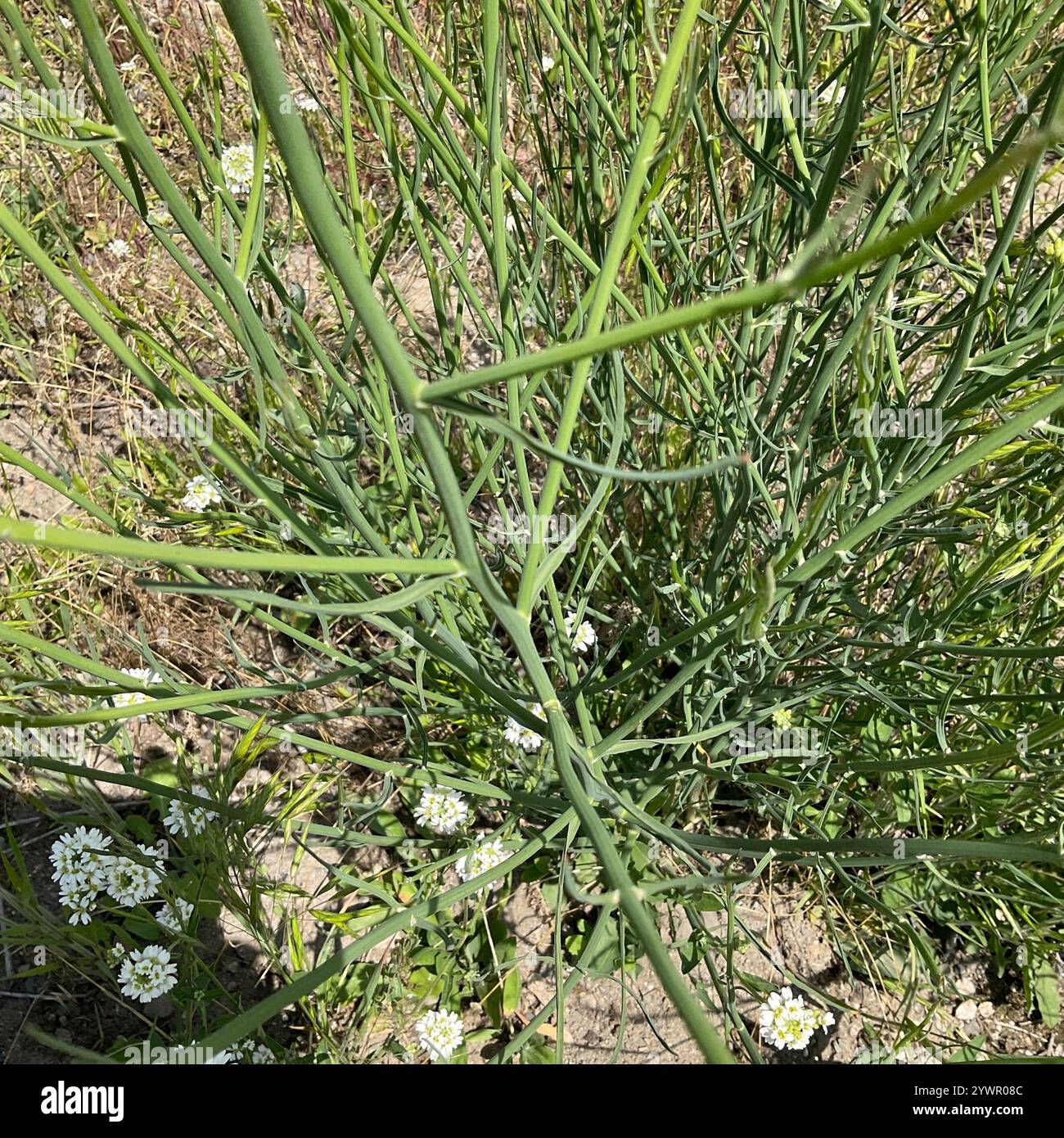 Rush Skeletonweed (Chondrilla juncea Stock Photo - Alamy