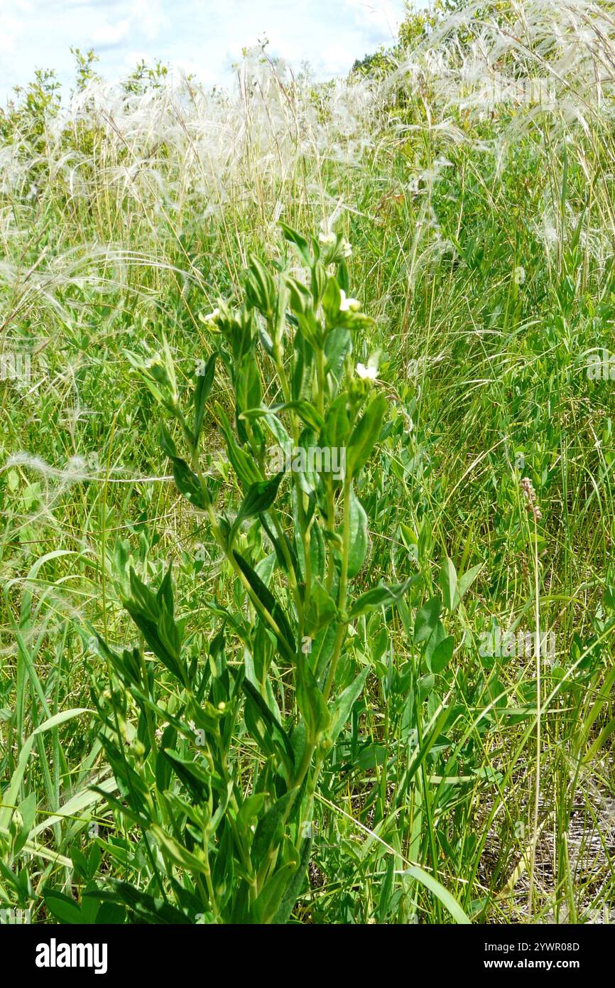 Common Gromwell (Lithospermum officinale Stock Photo - Alamy