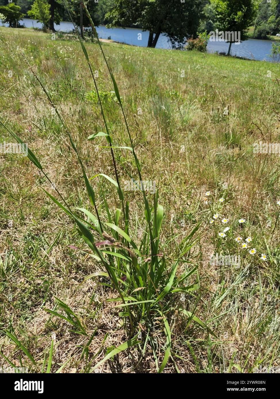 eastern gamagrass (Tripsacum dactyloides Stock Photo - Alamy