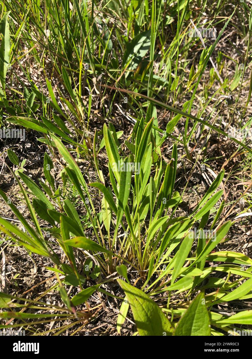 Lance-leaved Coreopsis (Coreopsis lanceolata Stock Photo - Alamy