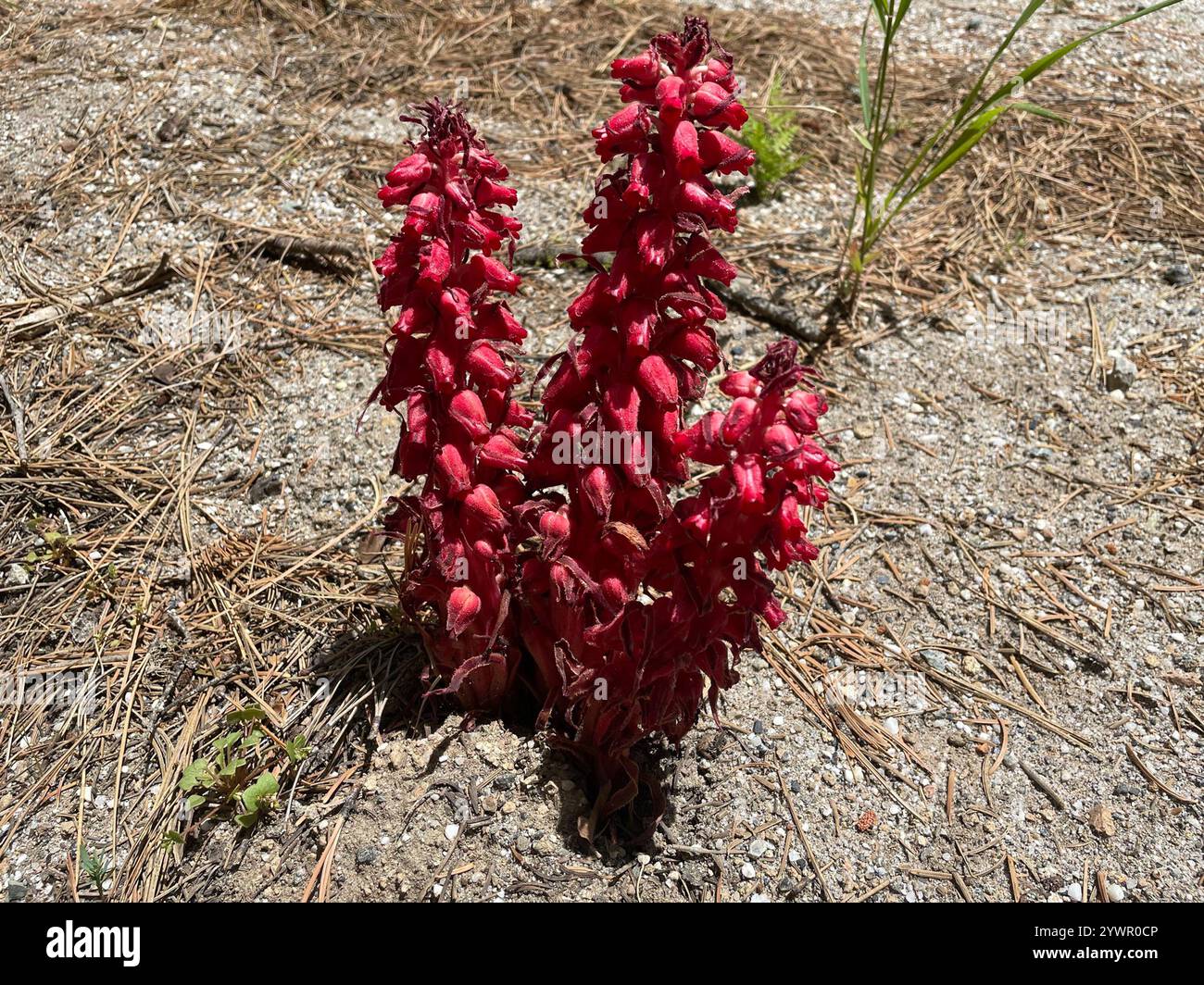 Snowplant (Sarcodes sanguinea Stock Photo - Alamy
