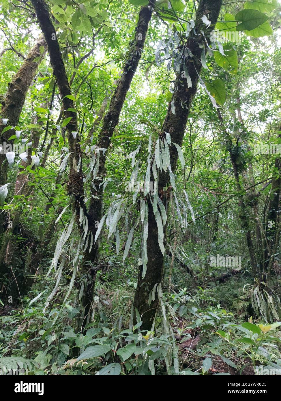 polypody family (Polypodiaceae Stock Photo - Alamy