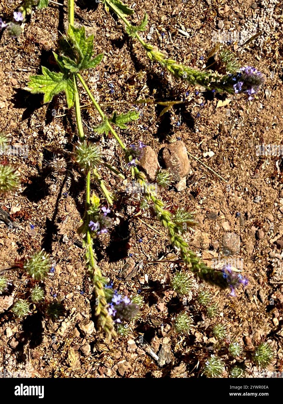 western vervain (Verbena lasiostachys Stock Photo - Alamy