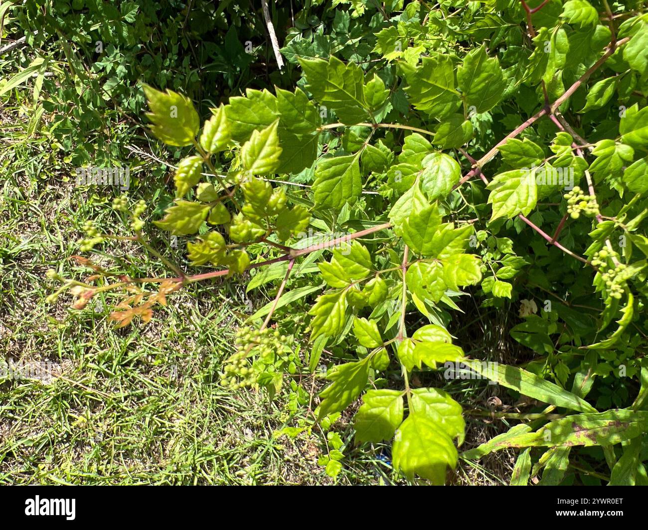 peppervine (Nekemias arborea Stock Photo - Alamy