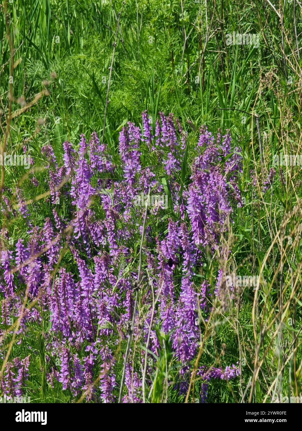 Fine-leaved Vetch (Vicia tenuifolia Stock Photo - Alamy