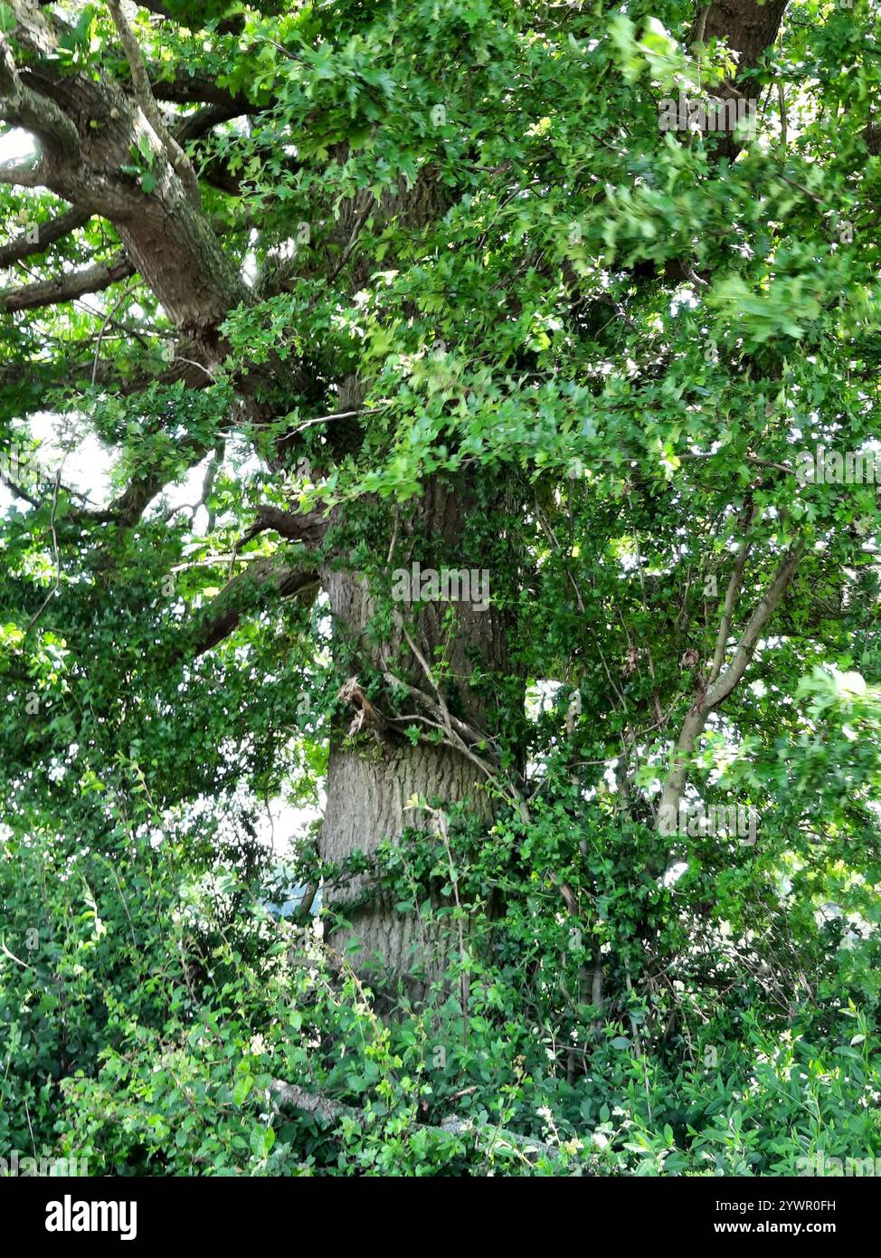 English oak (Quercus robur Stock Photo - Alamy