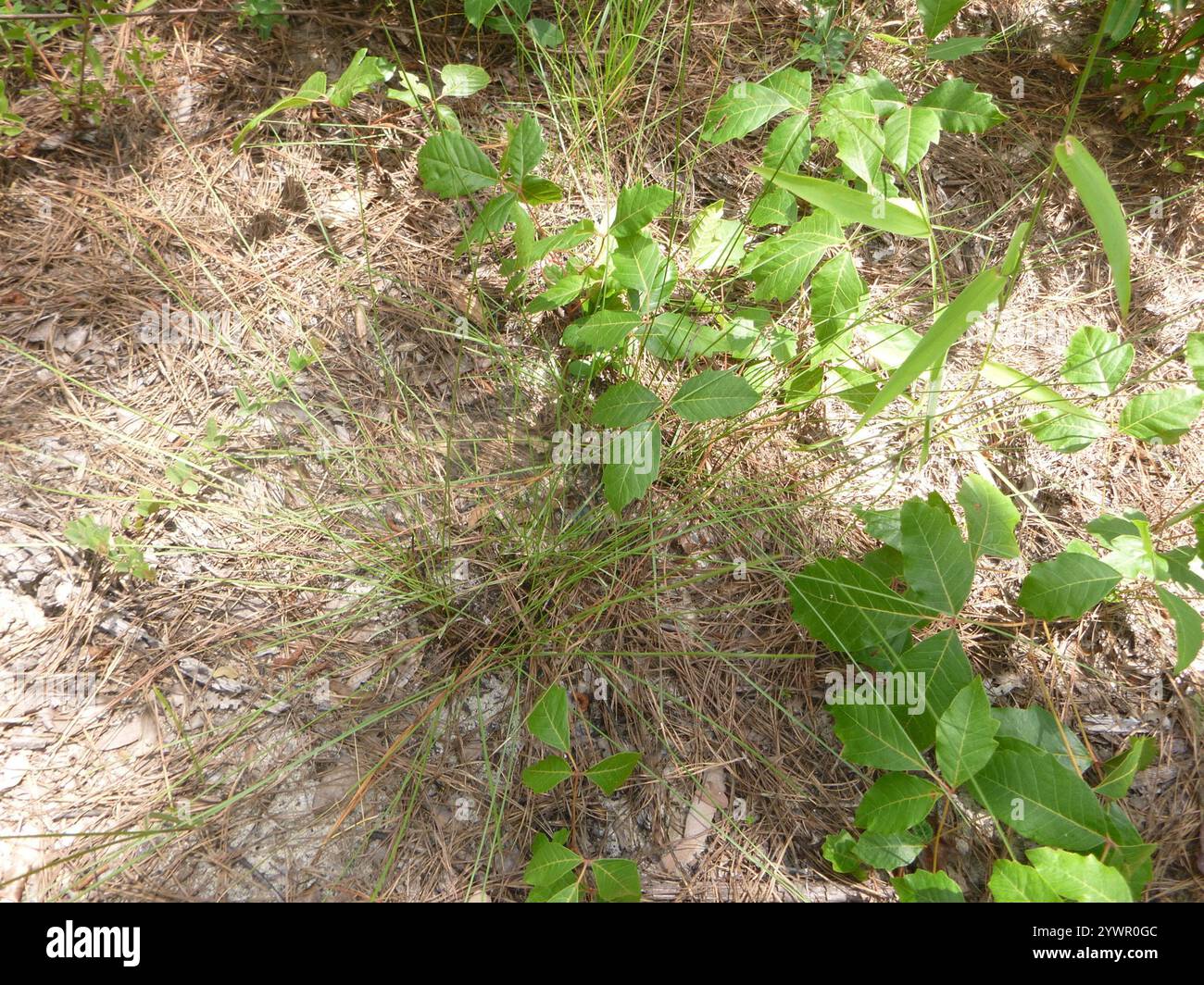 Hairawn Muhly (Muhlenbergia capillaris Stock Photo - Alamy