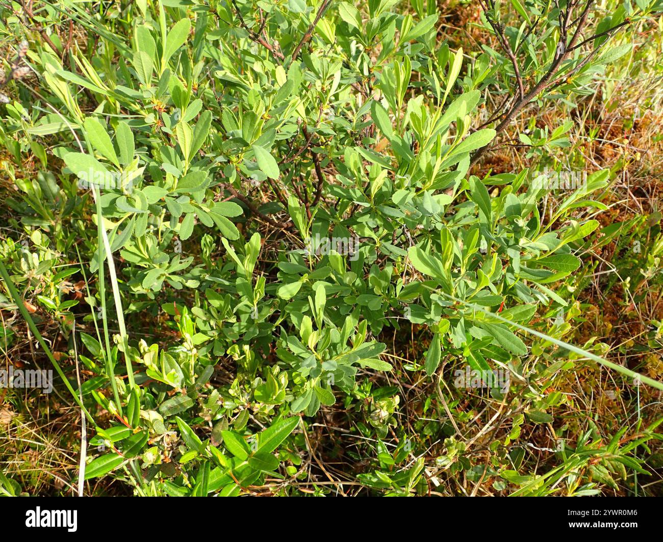bog myrtle (Myrica gale Stock Photo - Alamy