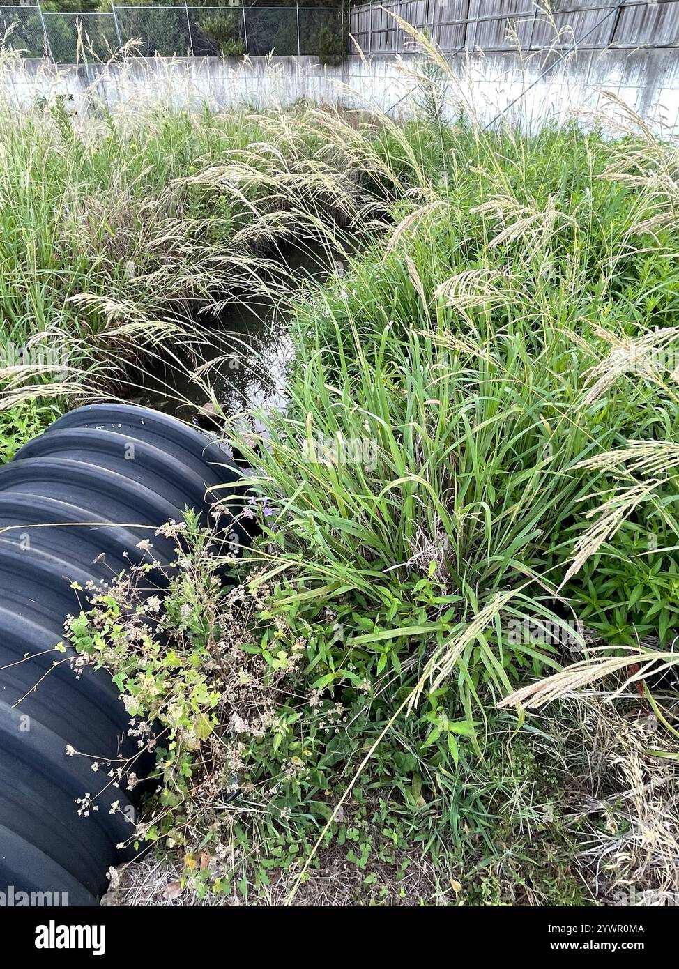 Vasey Grass (Paspalum urvillei Stock Photo - Alamy