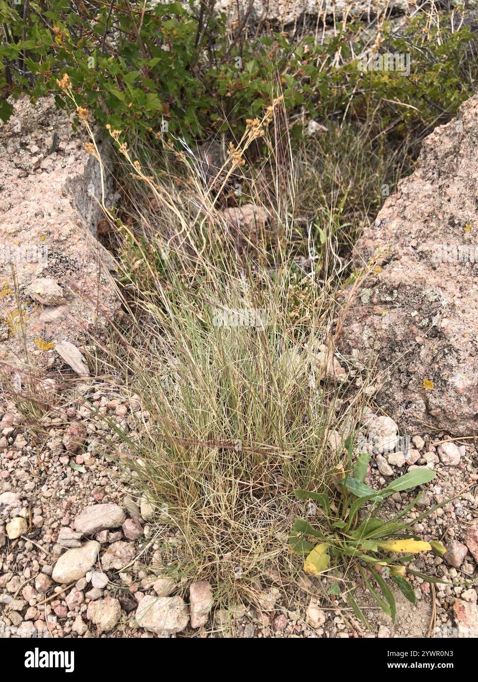 Purple Threeawn (Aristida purpurea Stock Photo - Alamy