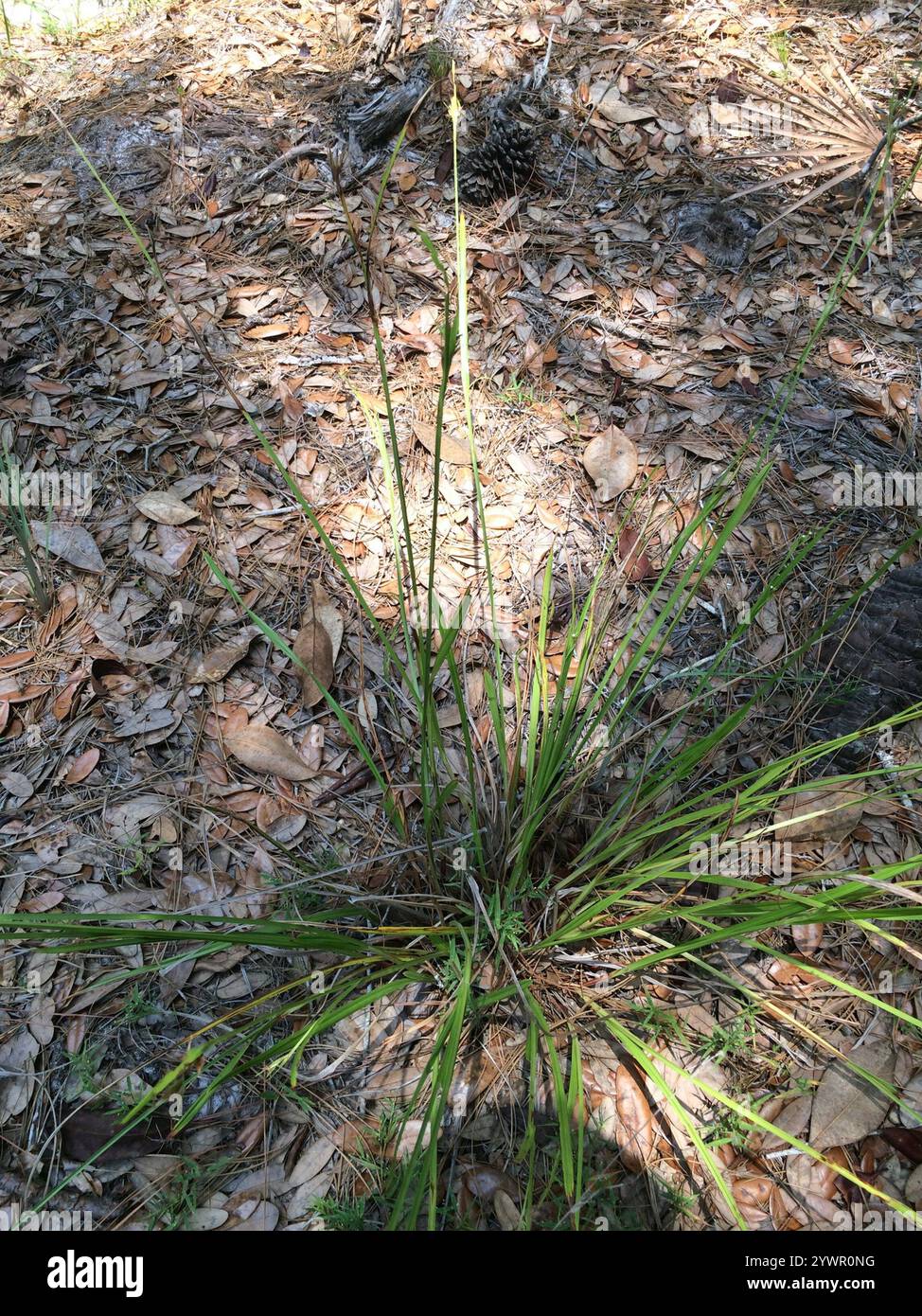 Whip Nutrush (Scleria triglomerata Stock Photo - Alamy
