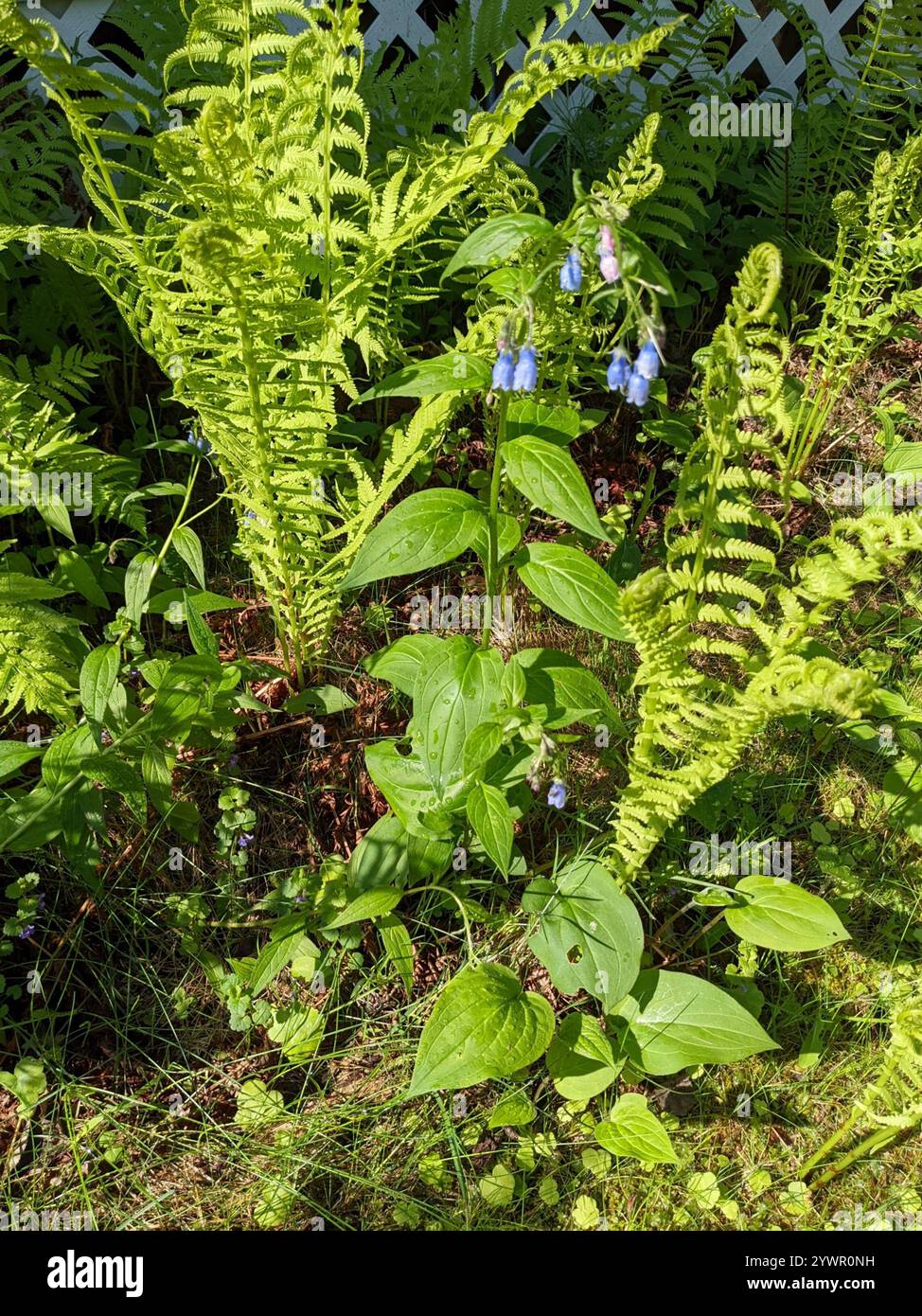 Tall Bluebell (Mertensia paniculata Stock Photo - Alamy