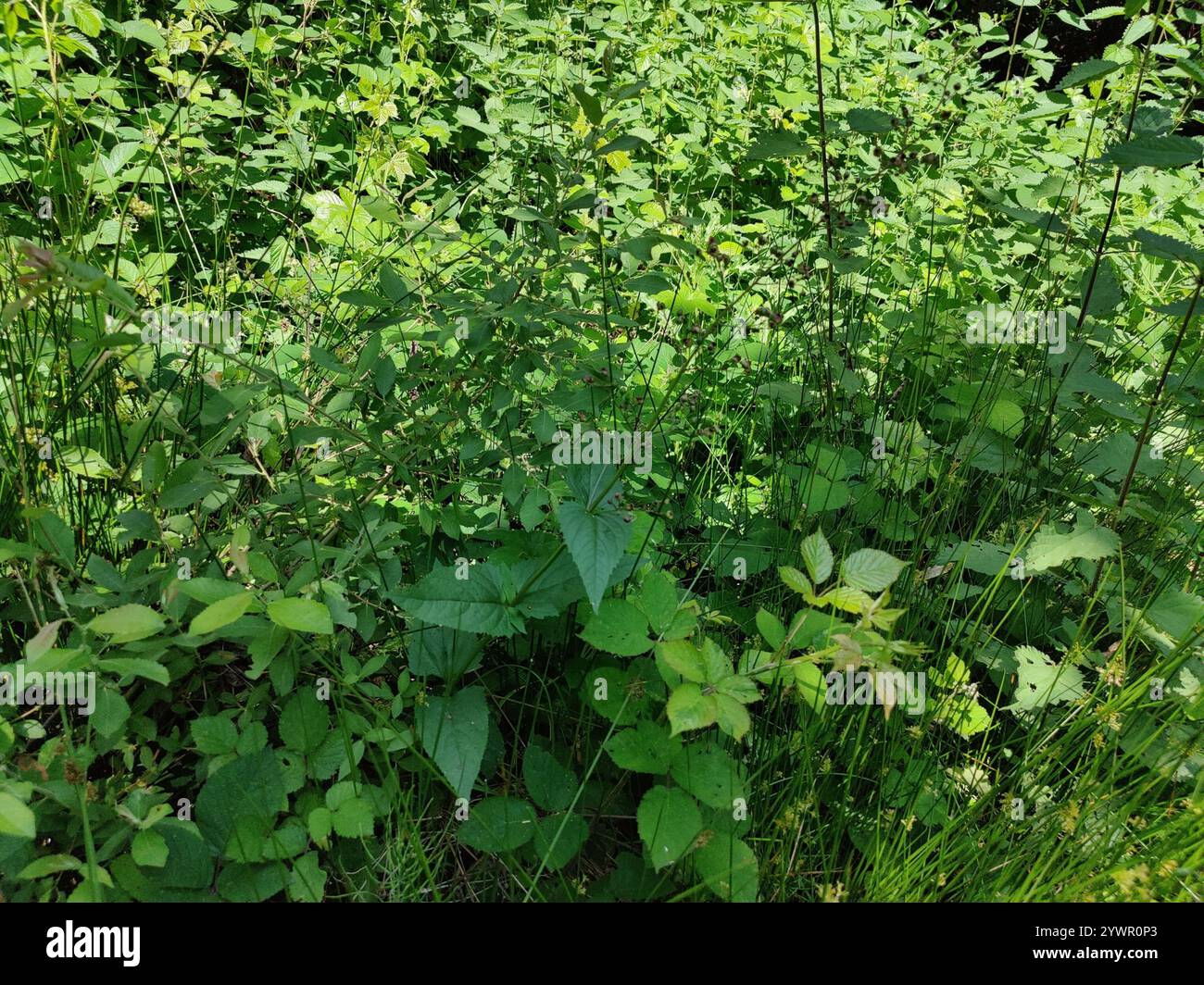 Common Figwort (Scrophularia nodosa Stock Photo - Alamy
