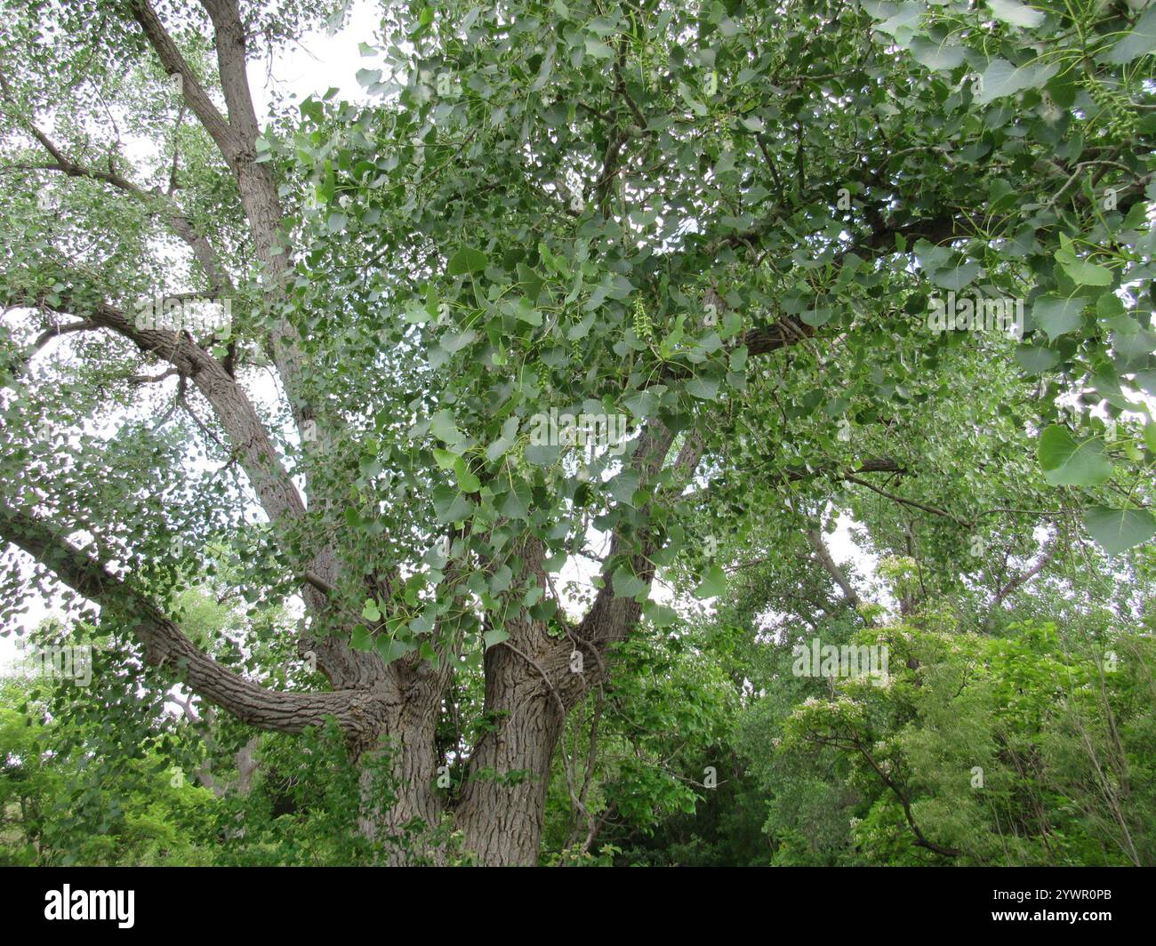 Eastern Cottonwood (Populus deltoides Stock Photo - Alamy