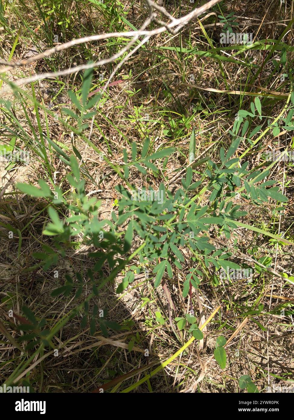 Dalea white hi-res stock photography and images - Alamy