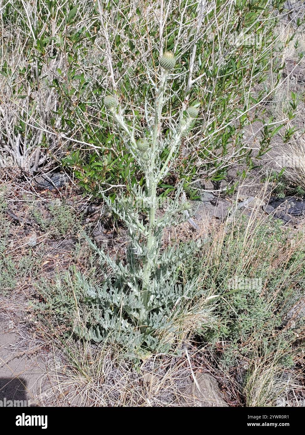 prairie thistle (Cirsium canescens Stock Photo - Alamy
