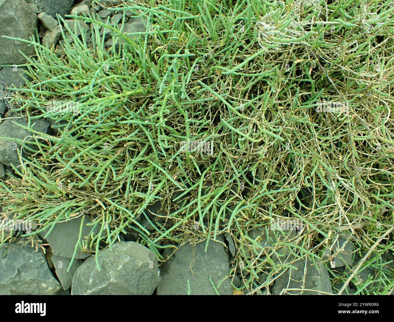 Pacific Glasswort (Salicornia pacifica Stock Photo - Alamy