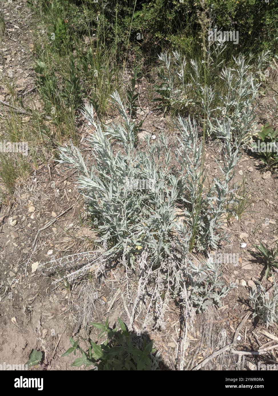 Silver Wormwood (Artemisia ludoviciana Stock Photo - Alamy