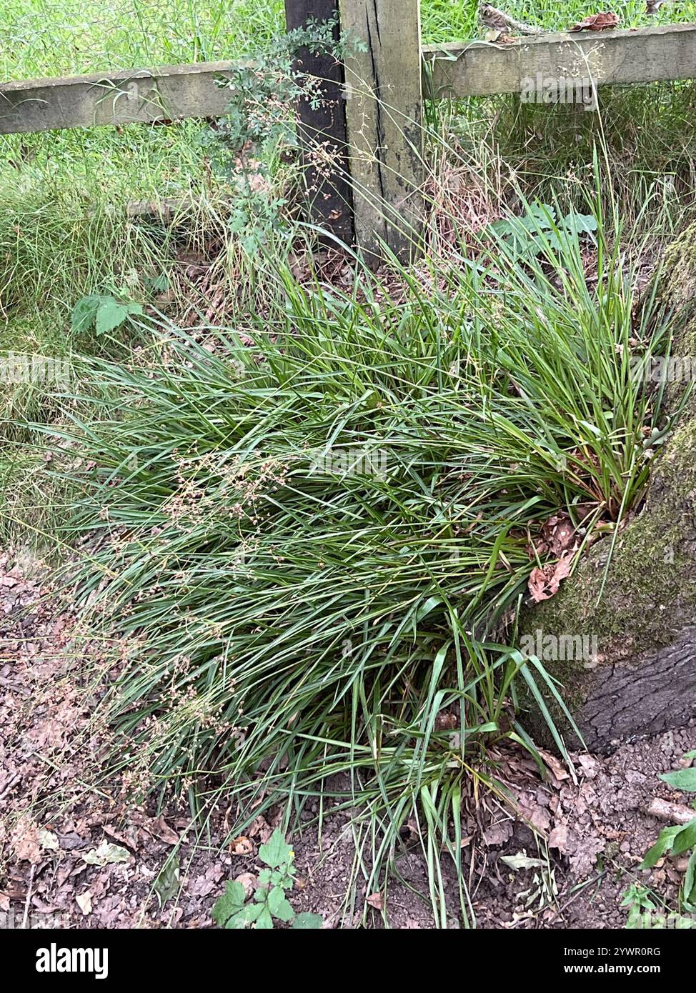 Great Woodrush (Luzula sylvatica Stock Photo - Alamy