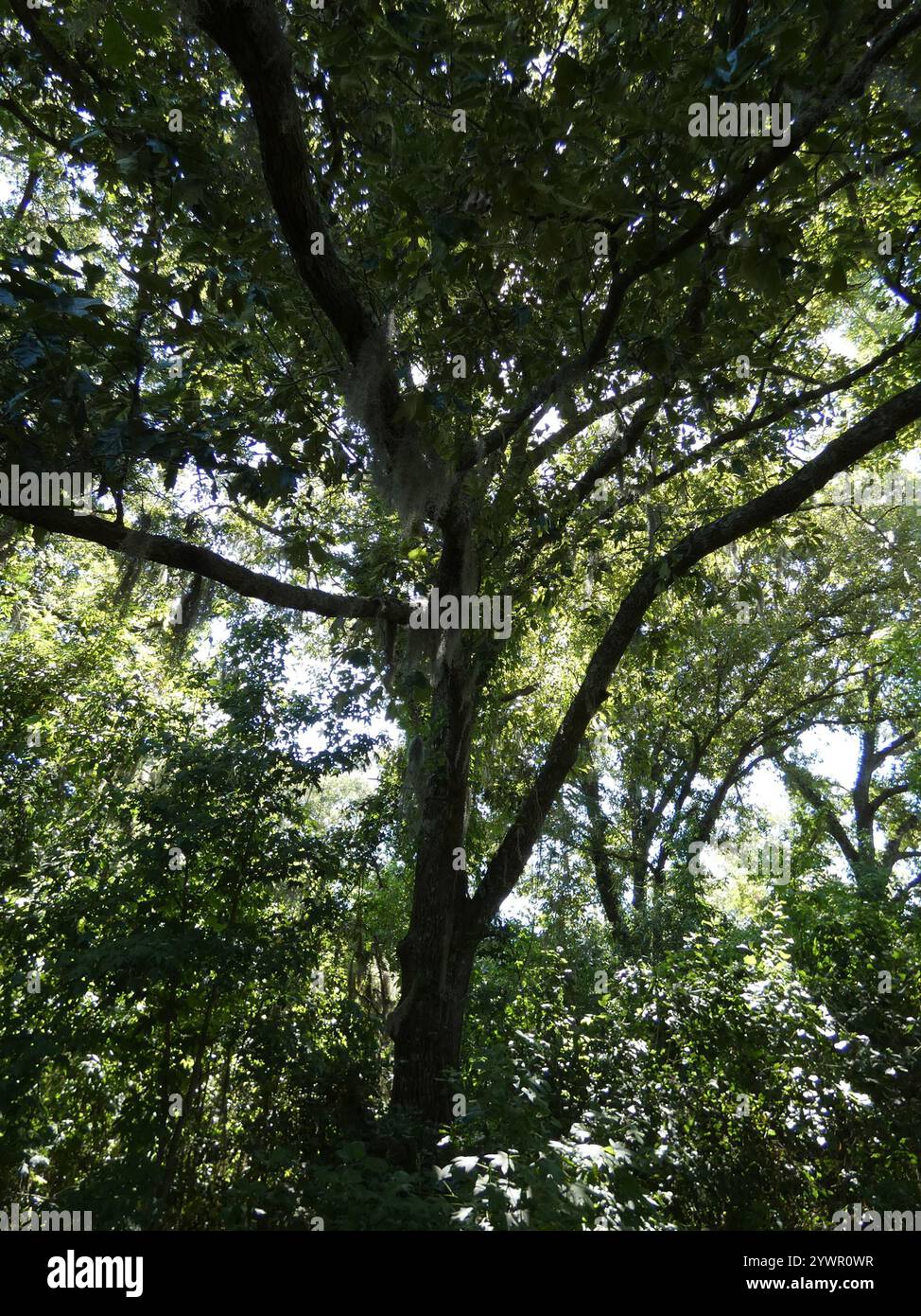 southern red oak (Quercus falcata Stock Photo - Alamy