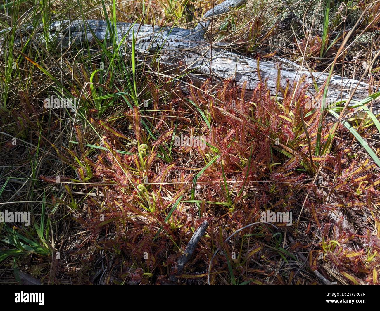 Cape Sundew (Drosera capensis Stock Photo - Alamy