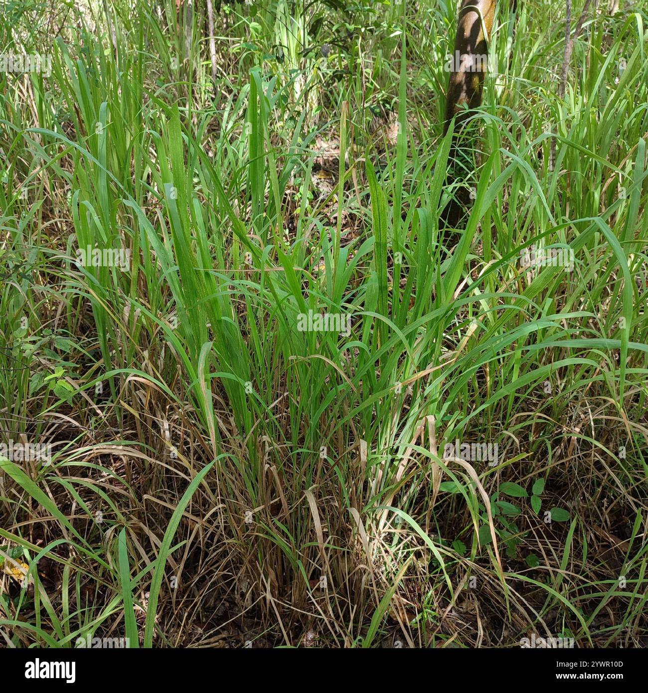 Megathyrsus maximus hi-res stock photography and images - Alamy