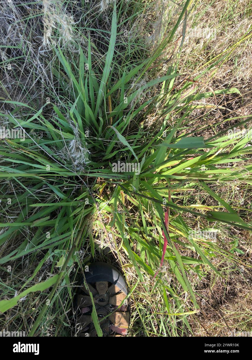 slender crown grass (Paspalum setaceum ciliatifolium Stock Photo - Alamy