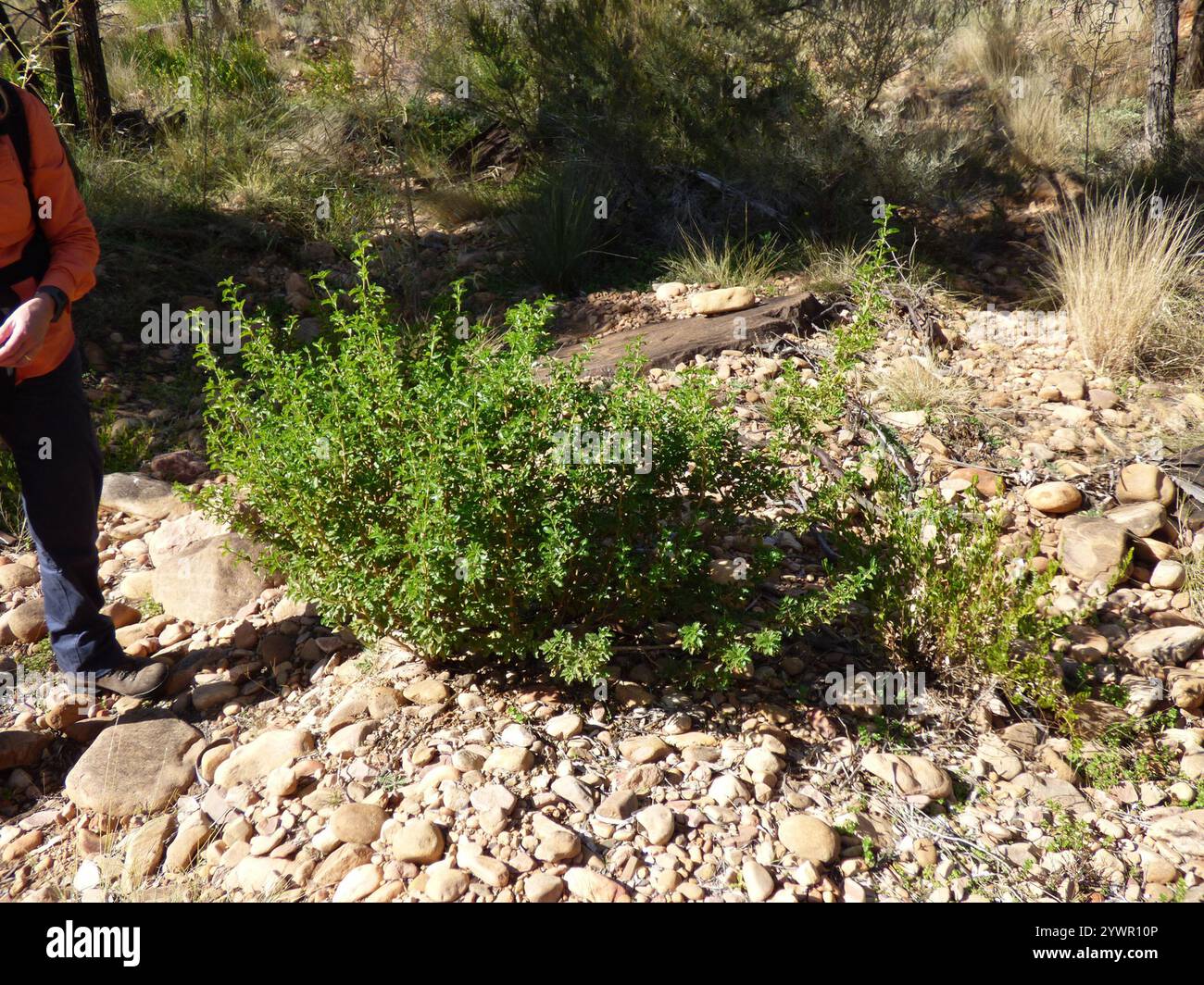 green emu-bush (Eremophila serrulata Stock Photo - Alamy