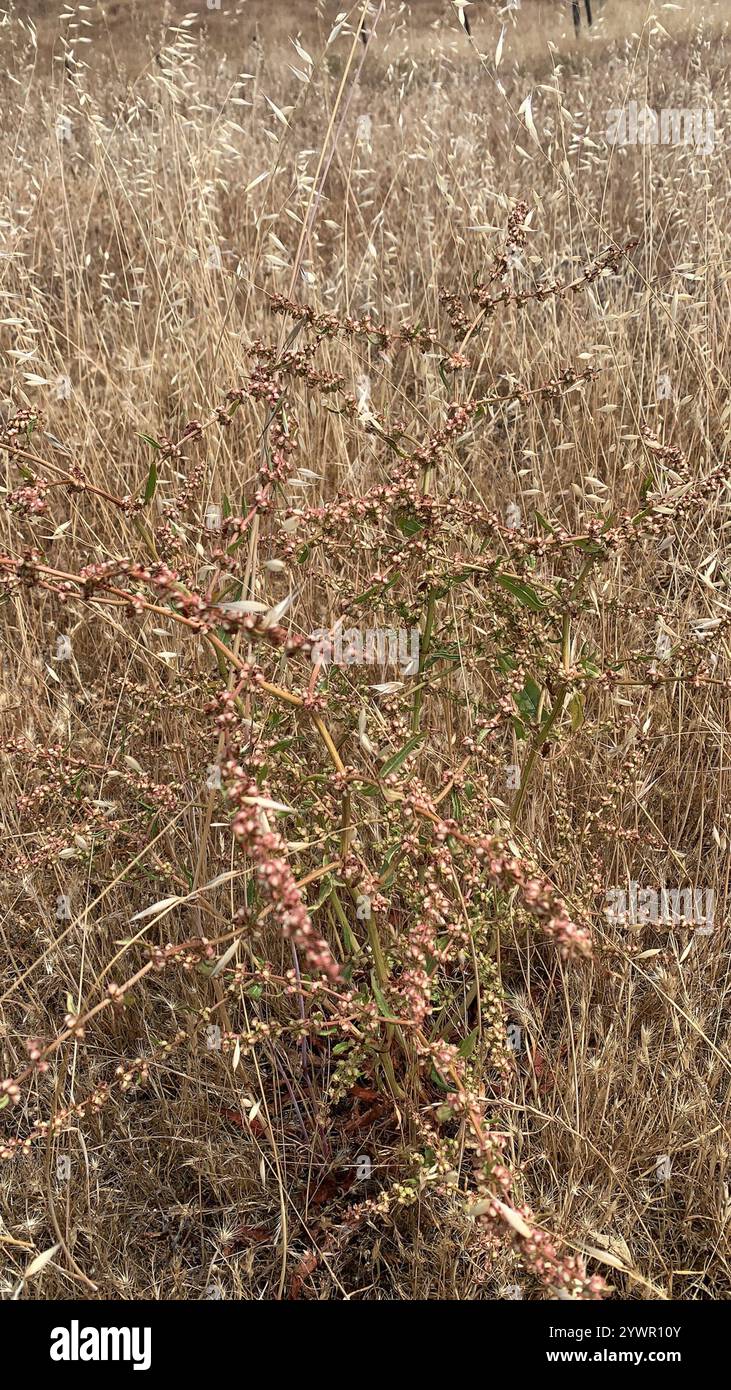 fiddle dock (Rumex pulcher Stock Photo - Alamy