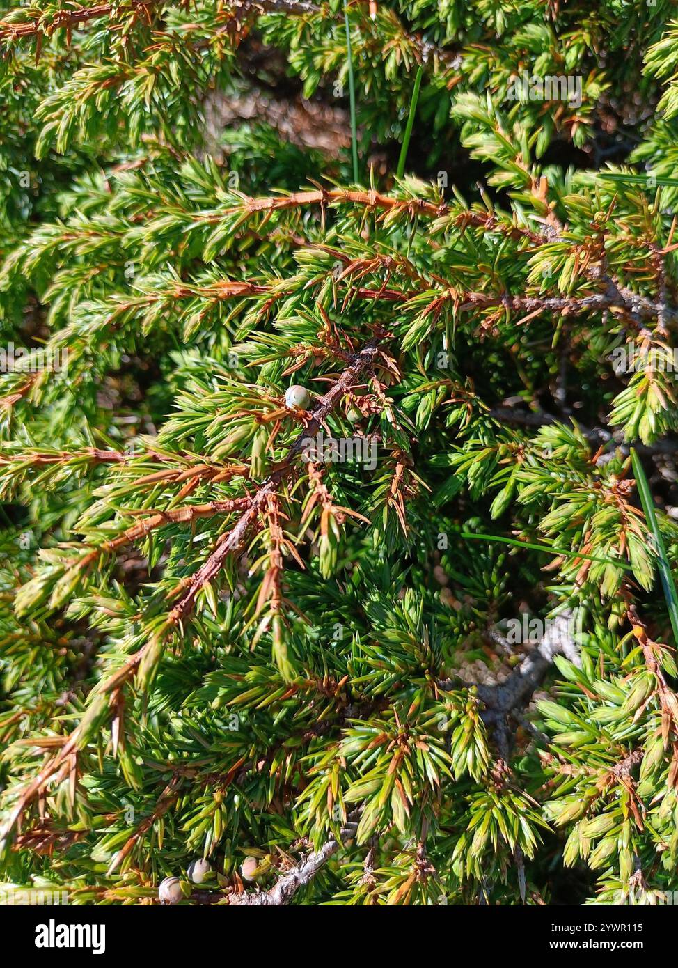 common juniper (Juniperus communis Stock Photo - Alamy