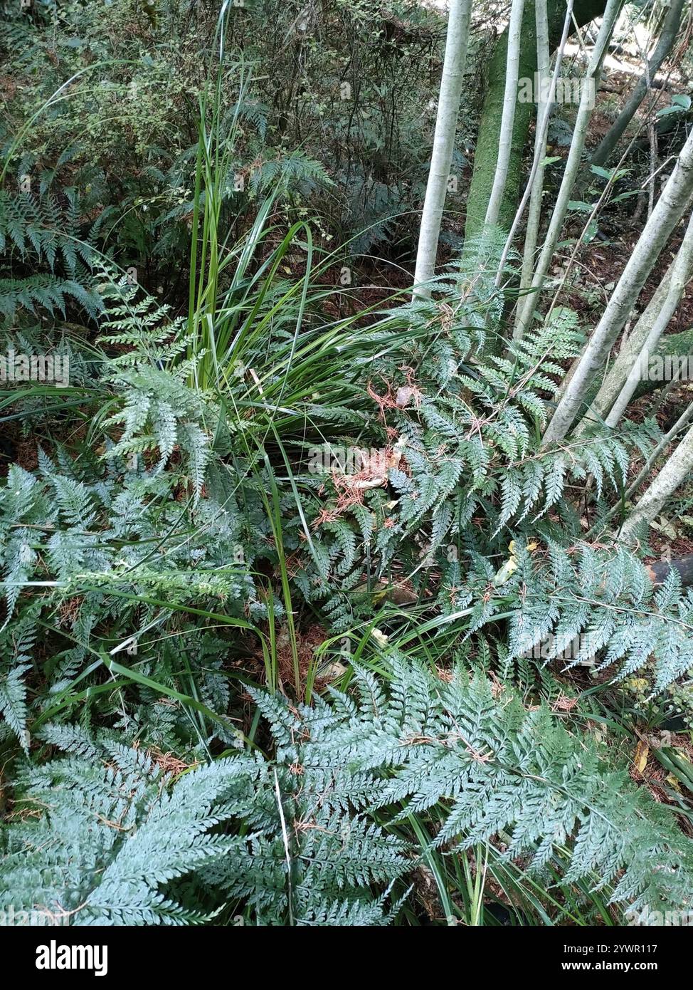 Giant cutty grass (Gahnia xanthocarpa Stock Photo - Alamy