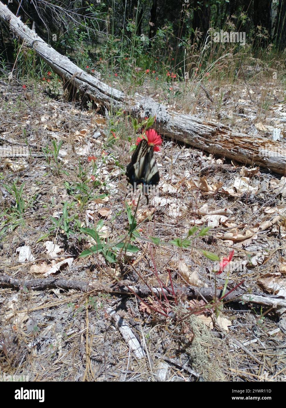 cardinal catchfly (Silene laciniata Stock Photo - Alamy