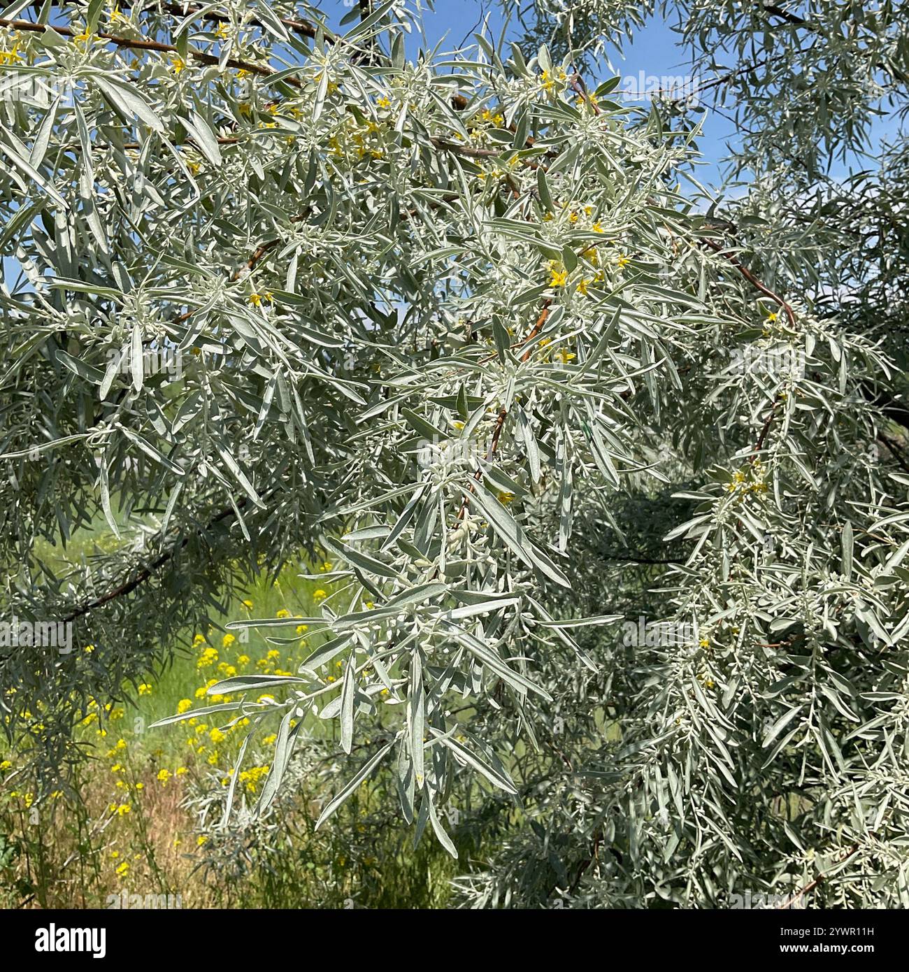 Russian olive (Elaeagnus angustifolia Stock Photo - Alamy