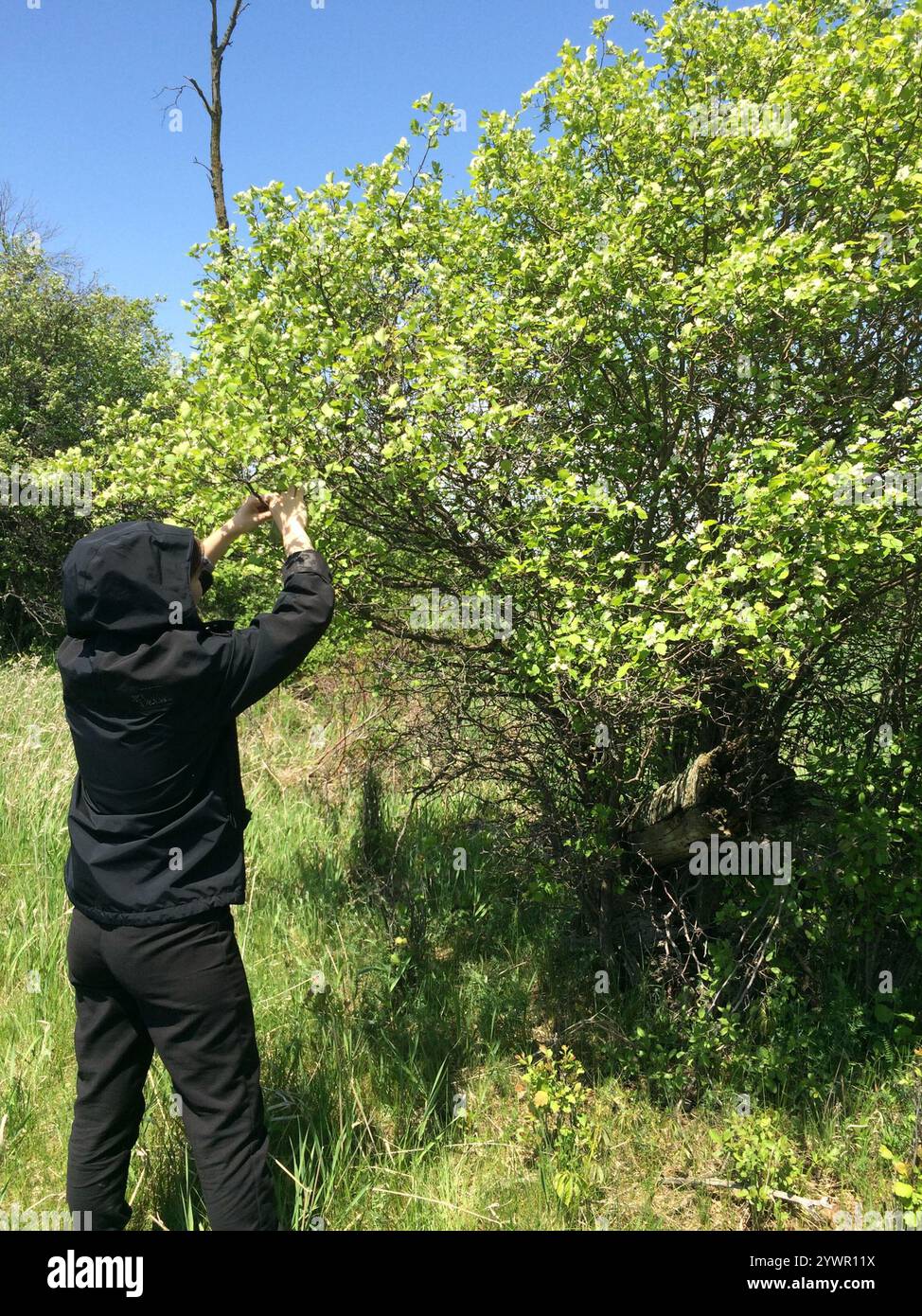 Glabrous-fruit Fireberry Hawthorn (Crataegus chrysocarpa phoeniceoides ...