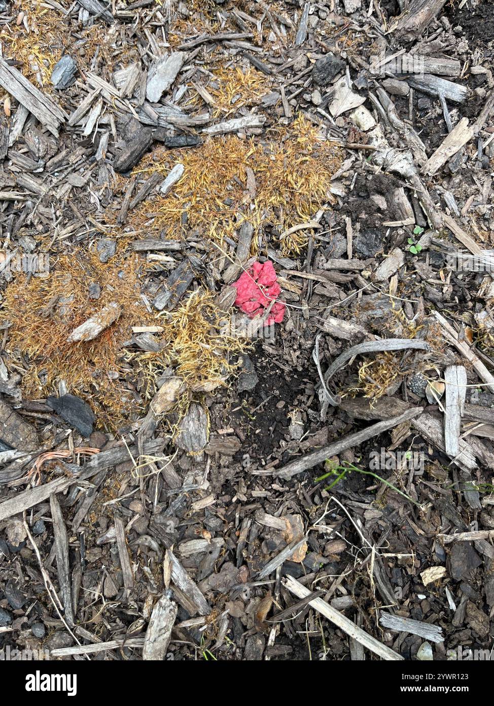 Red Raspberry Slime Mold (Tubifera ferruginosa Stock Photo - Alamy