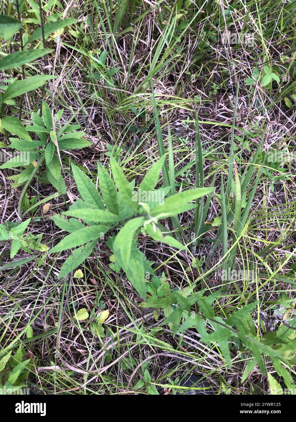 Prairie Sage (Salvia azurea grandiflora Stock Photo - Alamy